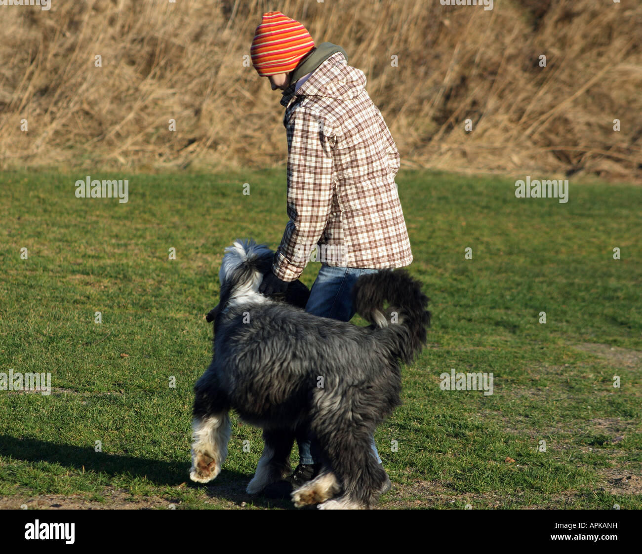 Bearded border collie hi-res stock photography and images - Alamy