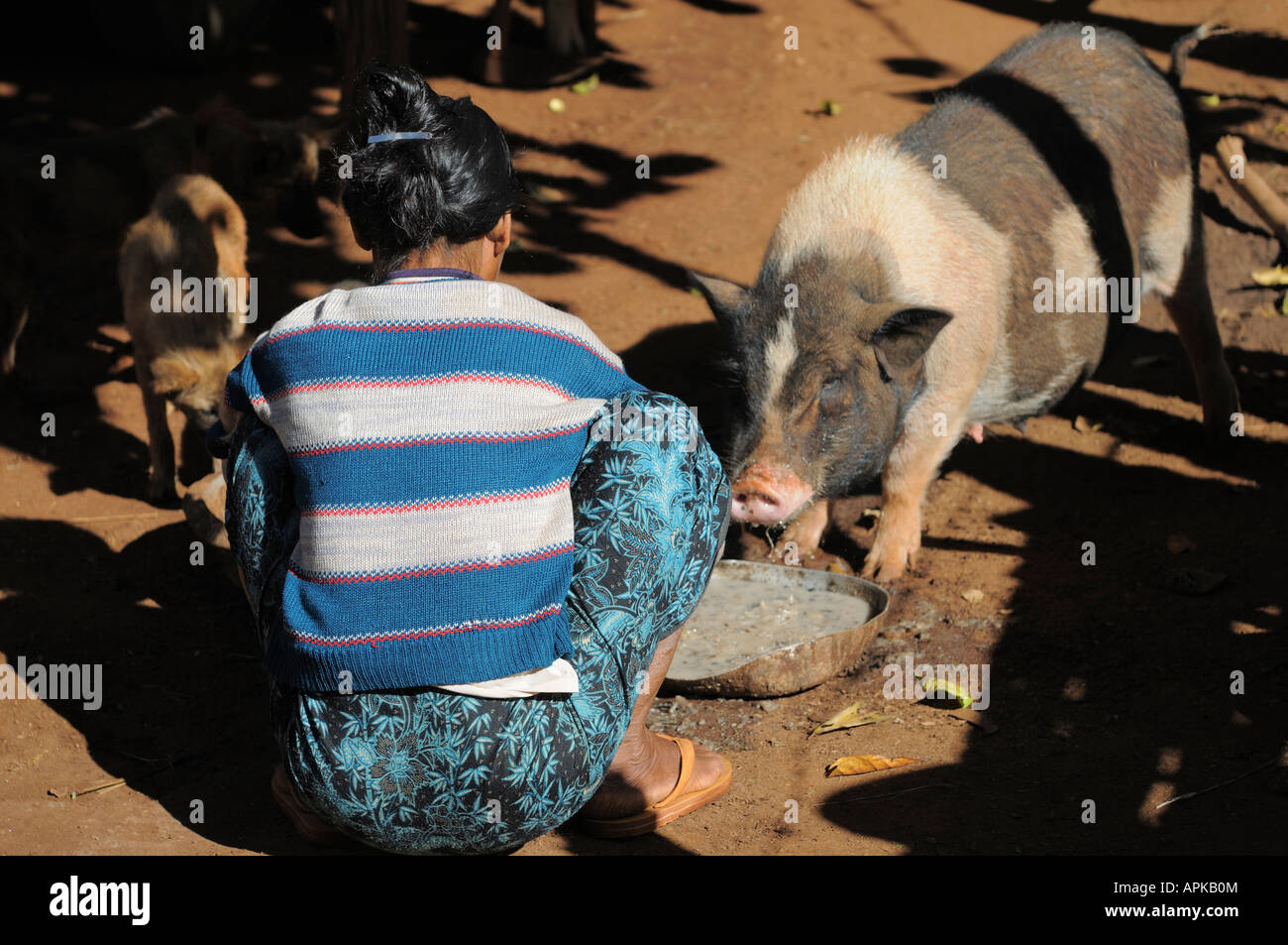 Swill Pigs High Resolution Stock Photography and Images - Alamy