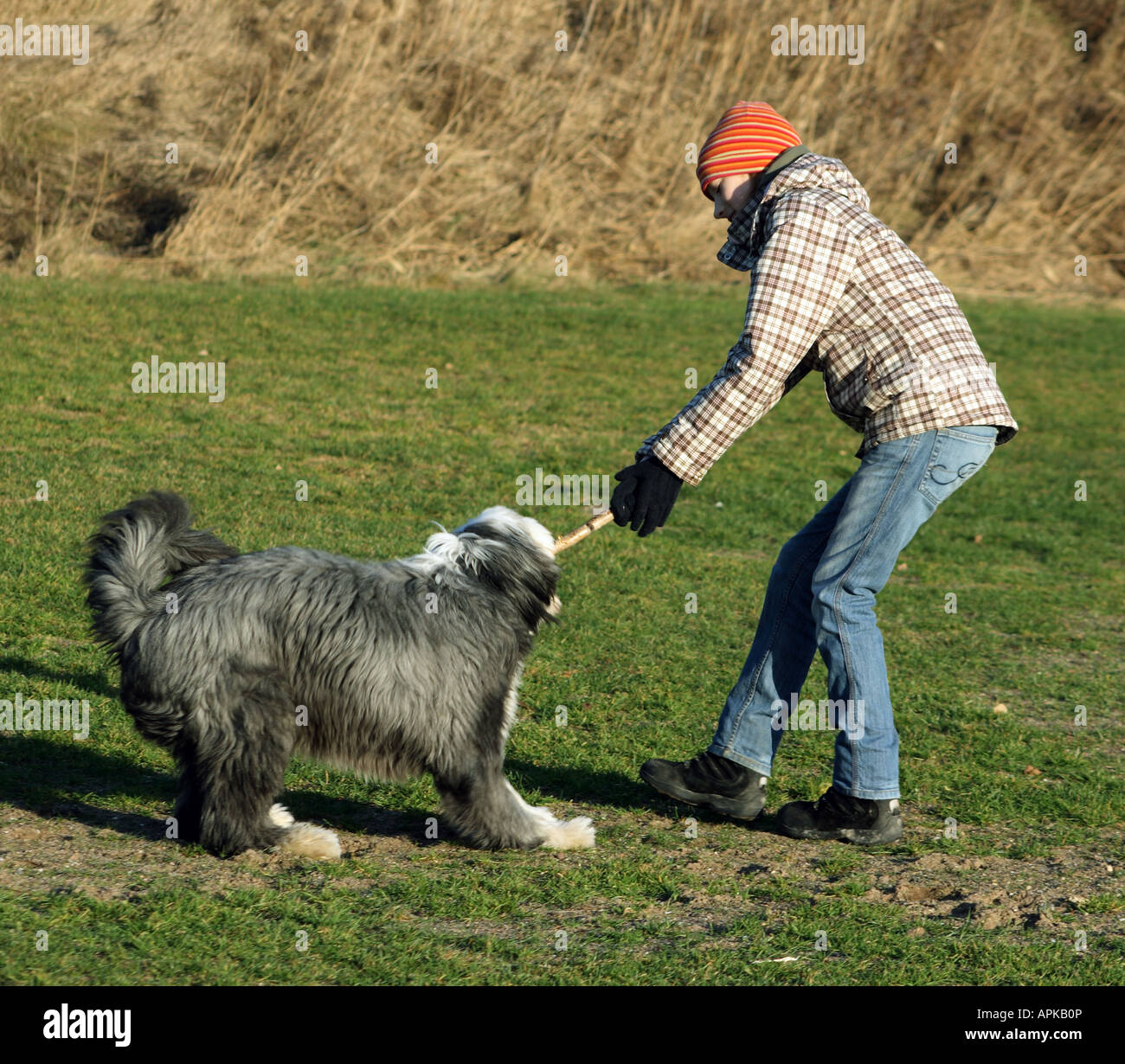 Dog bearded collie and girl having a great fight over the precious ...