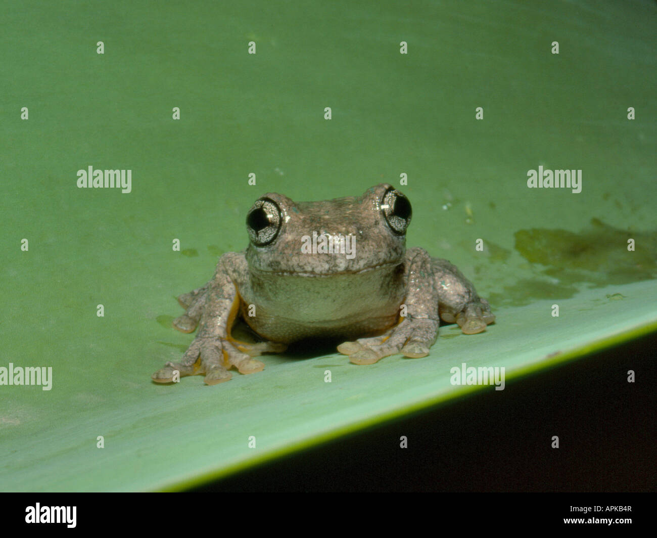 Peron's tree frog, Litoria peronii at Windsor, NSW, Australia Stock ...