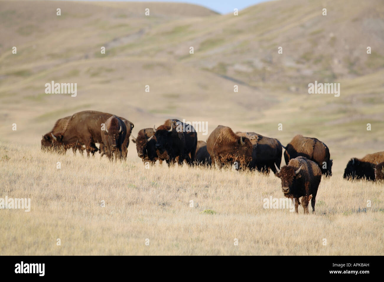 Bison herd saskatchewan hi-res stock photography and images - Alamy