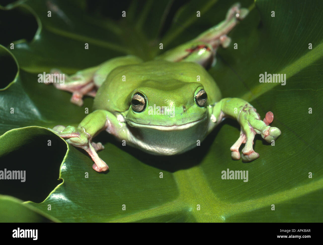 Green tree frog, Litoria caerulea at Windsor, NSW, Australia Stock ...
