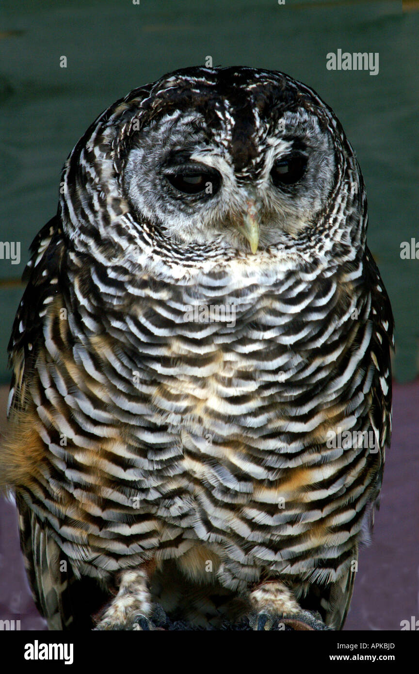 Strix rufipes hi-res stock photography and images - Alamy