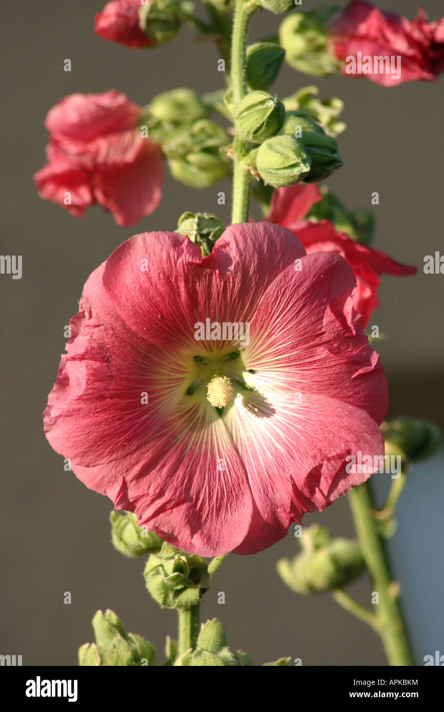 red pollen circle light maroon soft bloom Stock Photo - Alamy