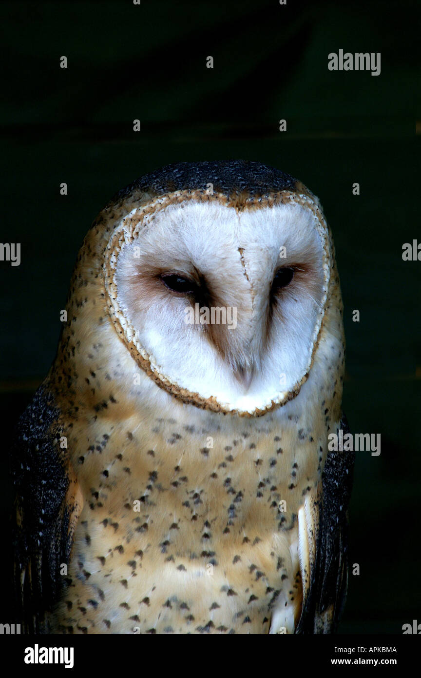 Barn owl beak open High Resolution Stock Photography and Images - Alamy