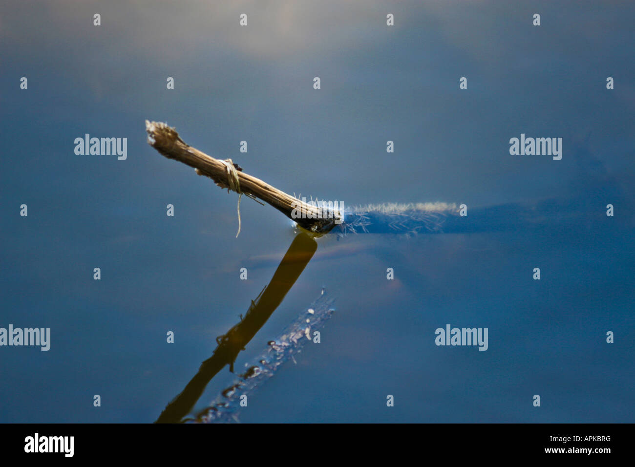 Stick in mud hi-res stock photography and images - Alamy