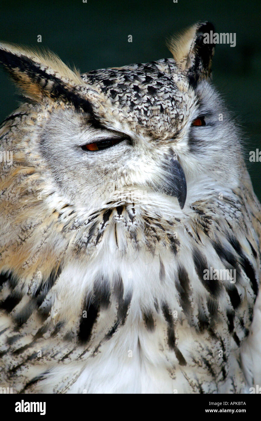 Siberian xturks eagle owl Bubo bubo Sibiricus turkomanus Stock Photo ...