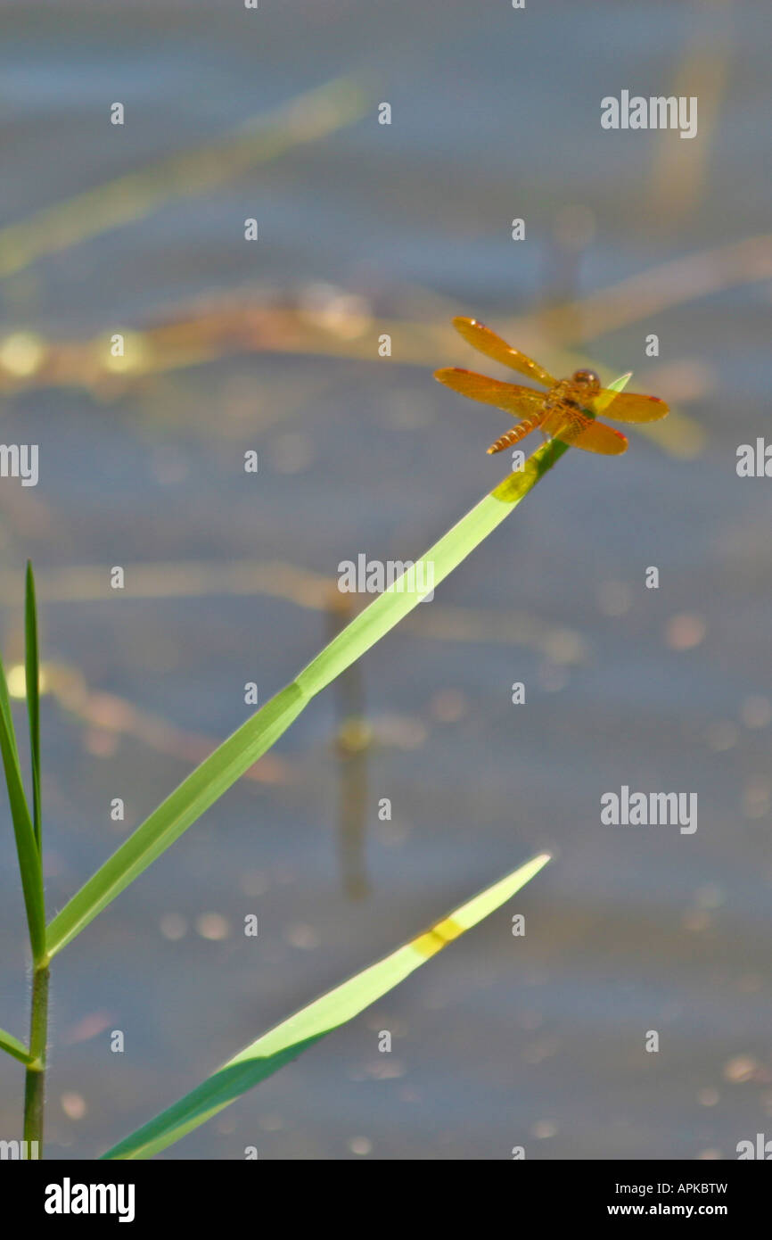 Dragonfly Landing on Leaf Stock Photo - Alamy