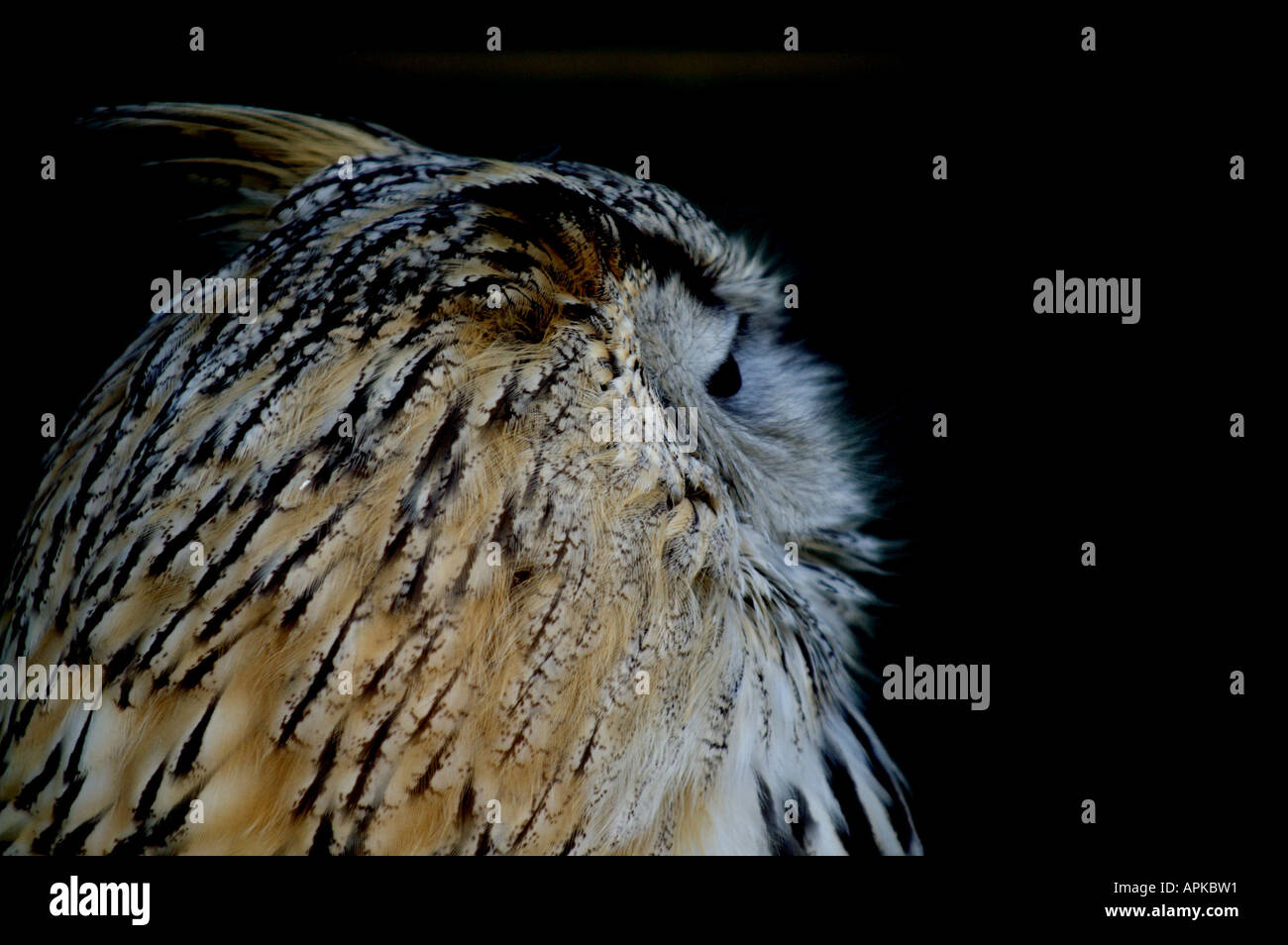 Siberian xturks eagle owl Bubo bubo Sibiricus turkomanus Stock Photo ...