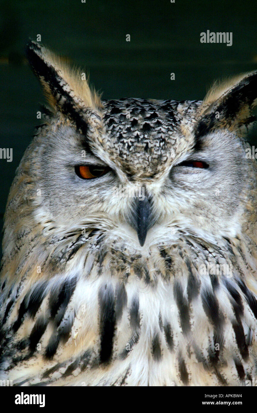 Siberian xturks eagle owl Bubo bubo Sibiricus turkomanus Stock Photo ...