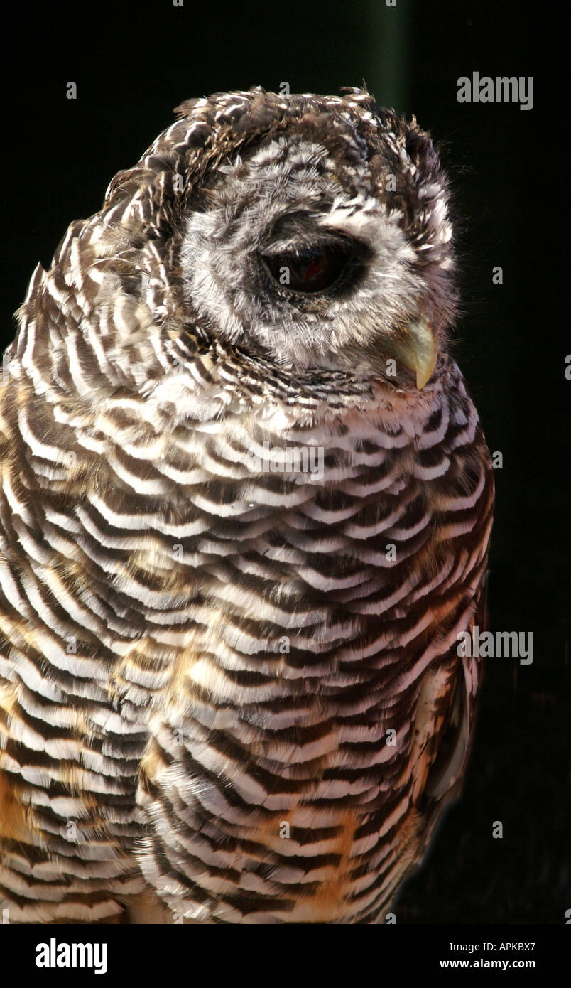 Strix rufipes hi-res stock photography and images - Alamy