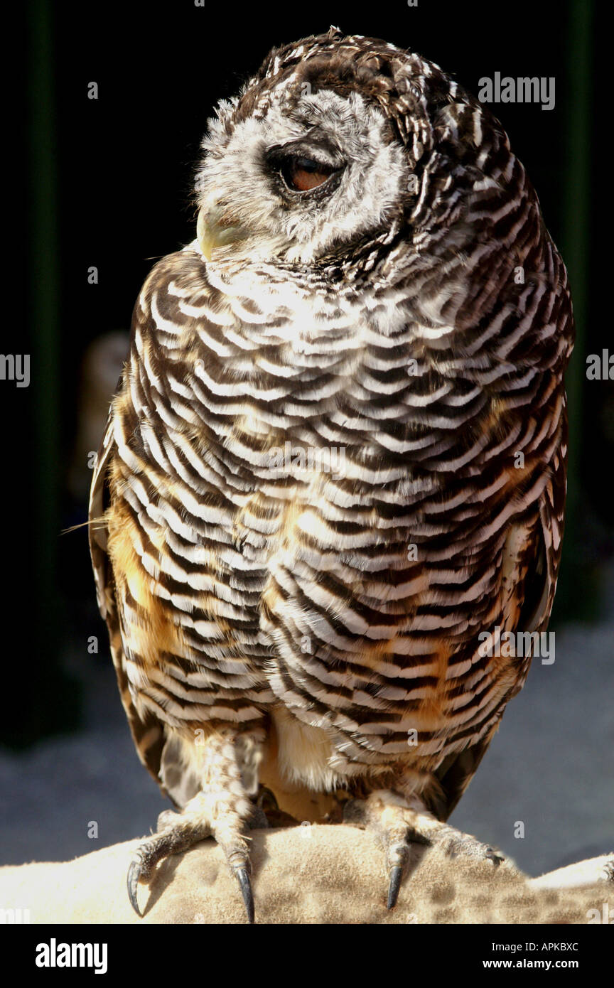 Strix rufipes hi-res stock photography and images - Alamy