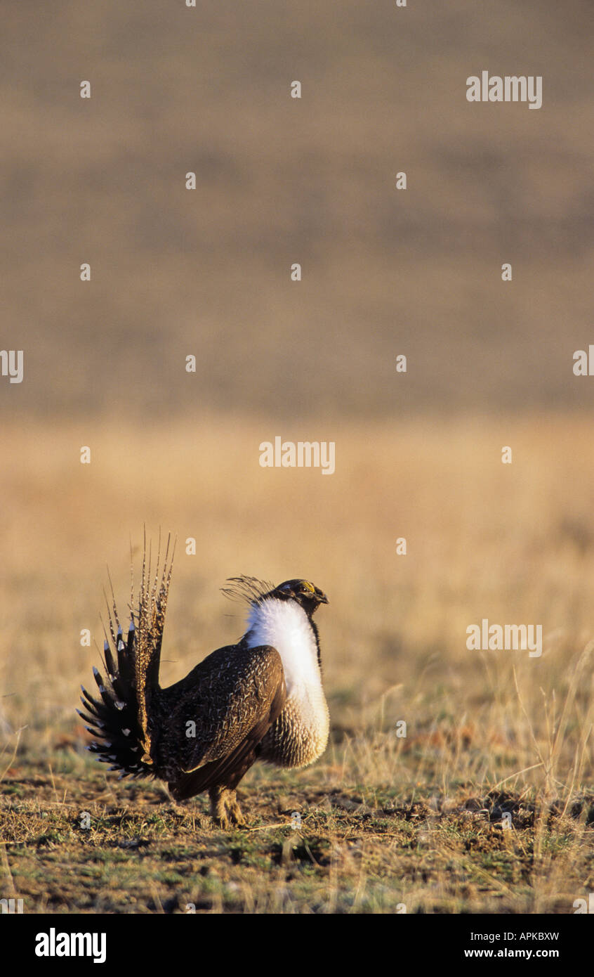 John grouse hi-res stock photography and images - Alamy