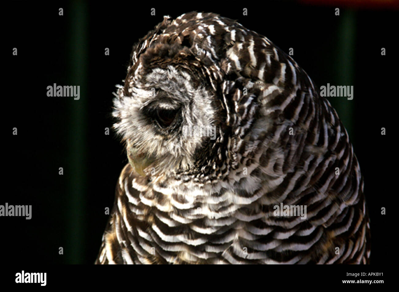 Strix rufipes hi-res stock photography and images - Alamy