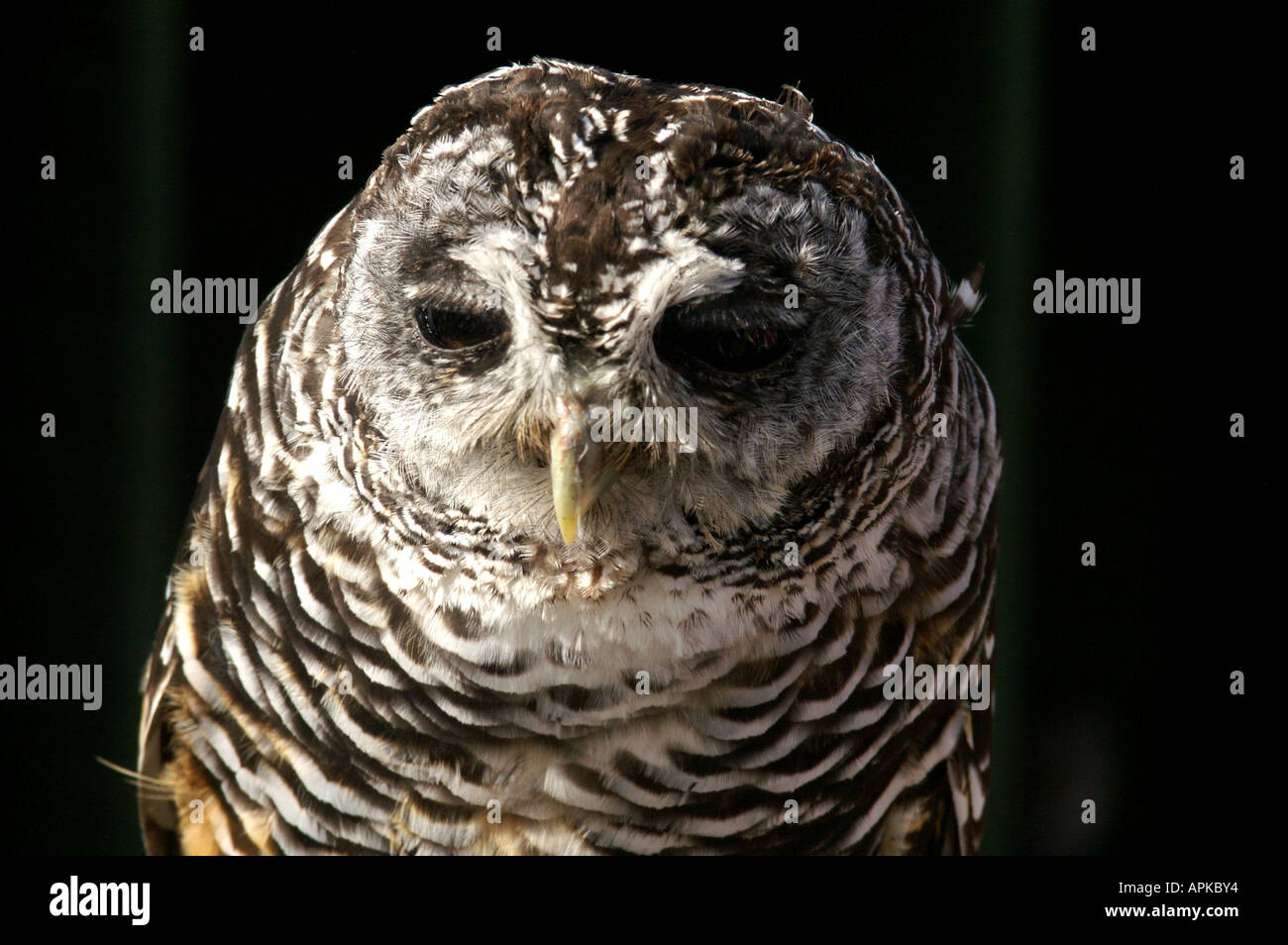 Strix rufipes hi-res stock photography and images - Alamy