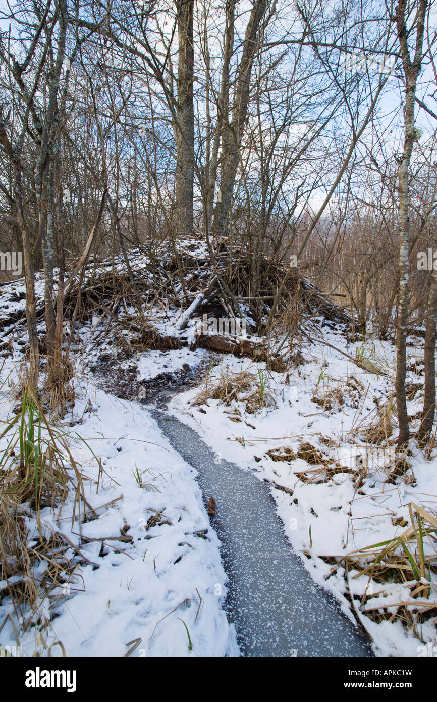 Beaver den hi-res stock photography and images - Alamy