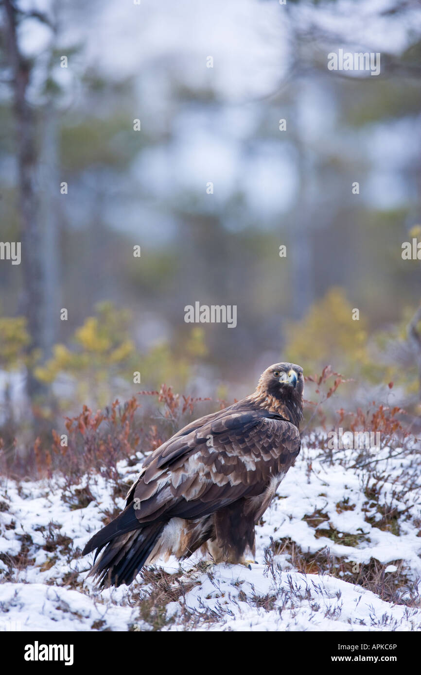 Bog wildlife hi-res stock photography and images - Alamy