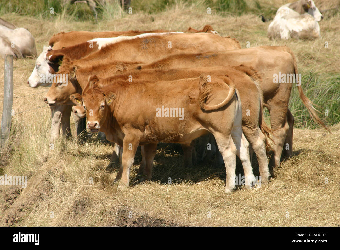 line of brown cows and calves bullocks in field Stock Photo - Alamy