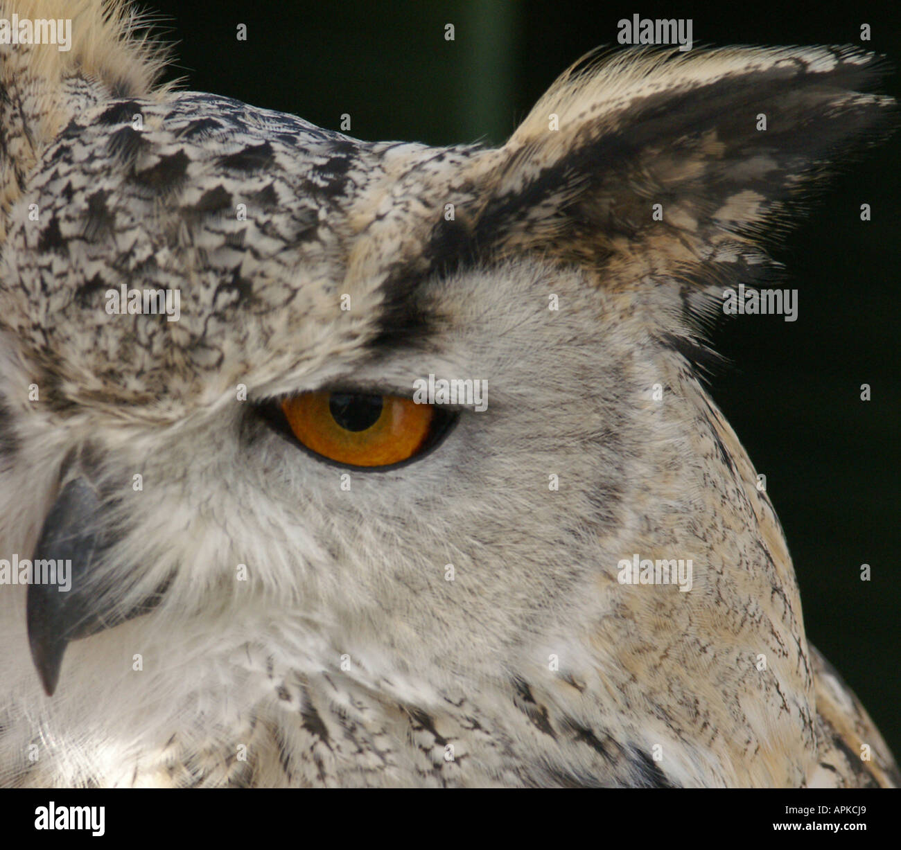 Siberian xturks eagle owl Bubo bubo Sibiricus turkomanus Stock Photo ...