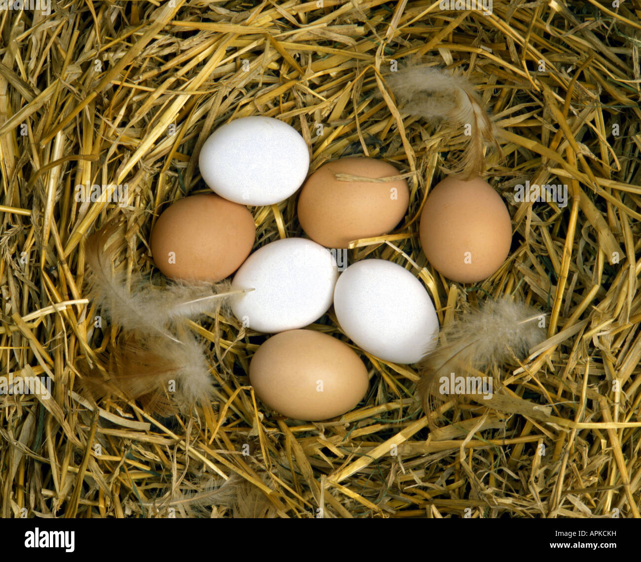 hen's eggs in the nest Stock Photo - Alamy