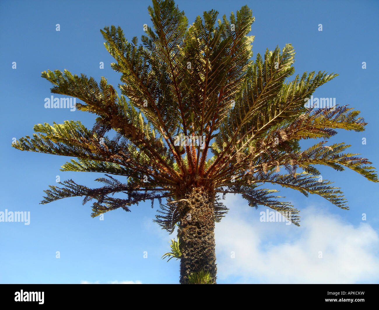 Palm tree in 2000 m NN growing in the highlands, Papua New Guinea Stock ...