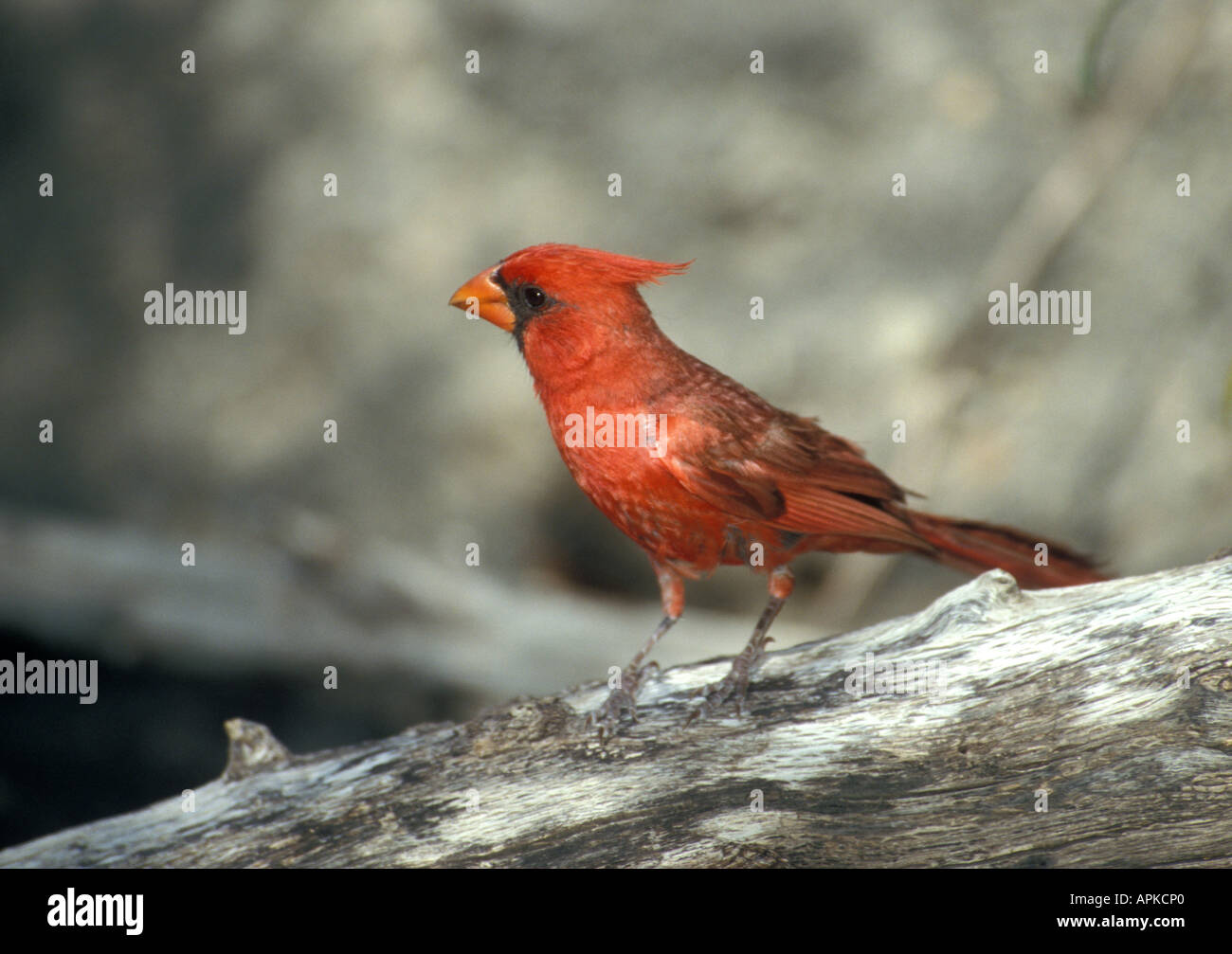 Close up northern cardinal hi-res stock photography and images - Alamy