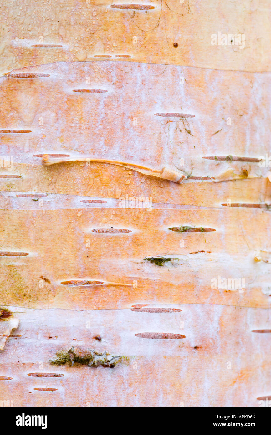 Sheild silver hi-res stock photography and images - Alamy