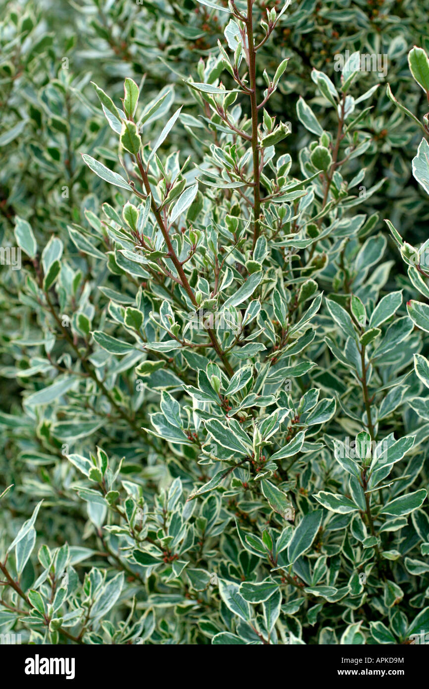 Rhamnus alaternus argenteovariegatus hi-res stock photography and ...