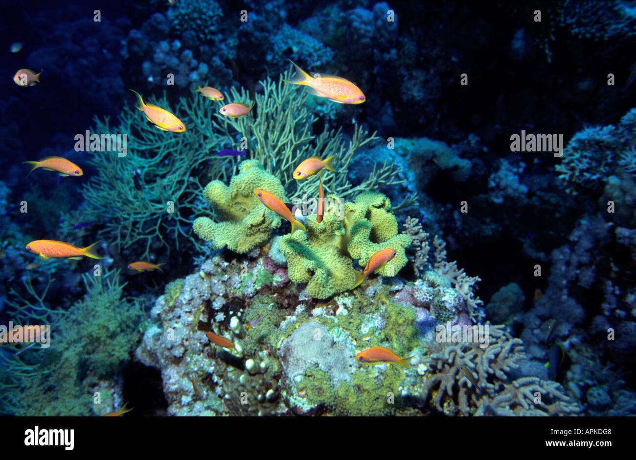 Egypt Red Sea Common Goldfish Anthias Squampinnis in coral garden Stock ...