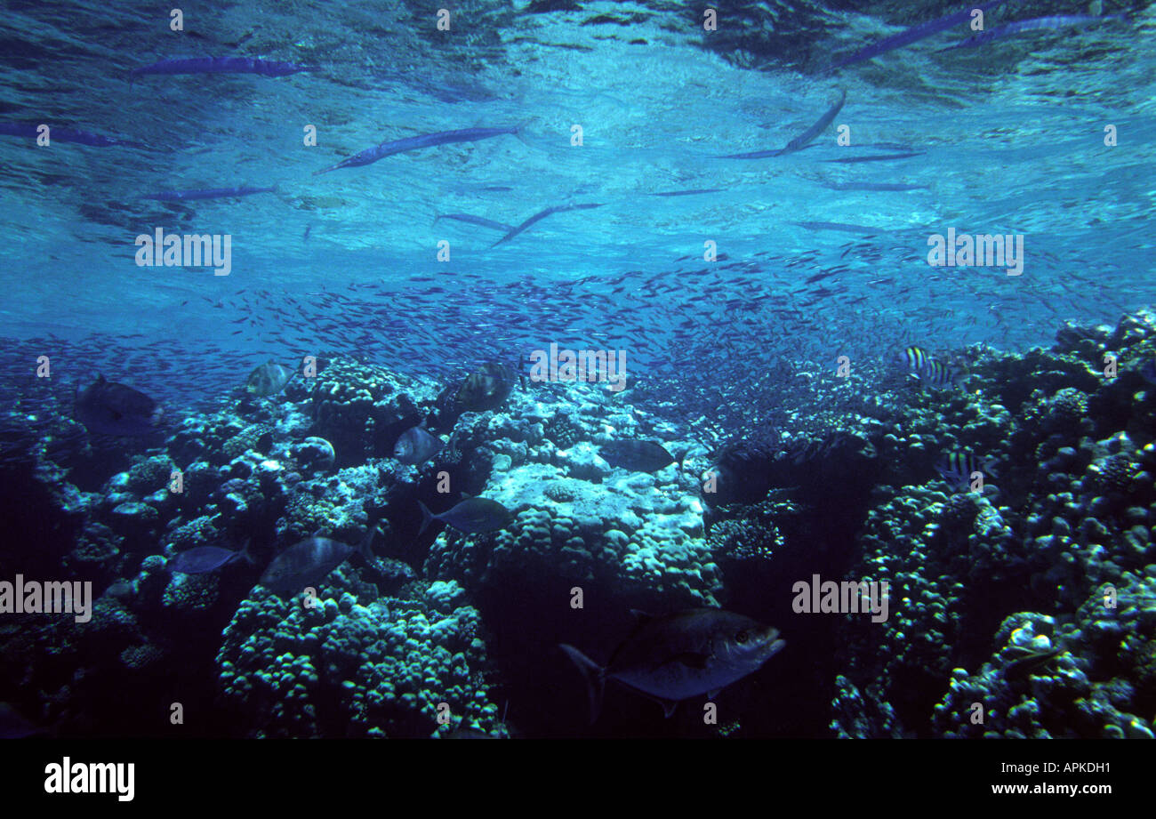 Baracuda africa hi-res stock photography and images - Alamy