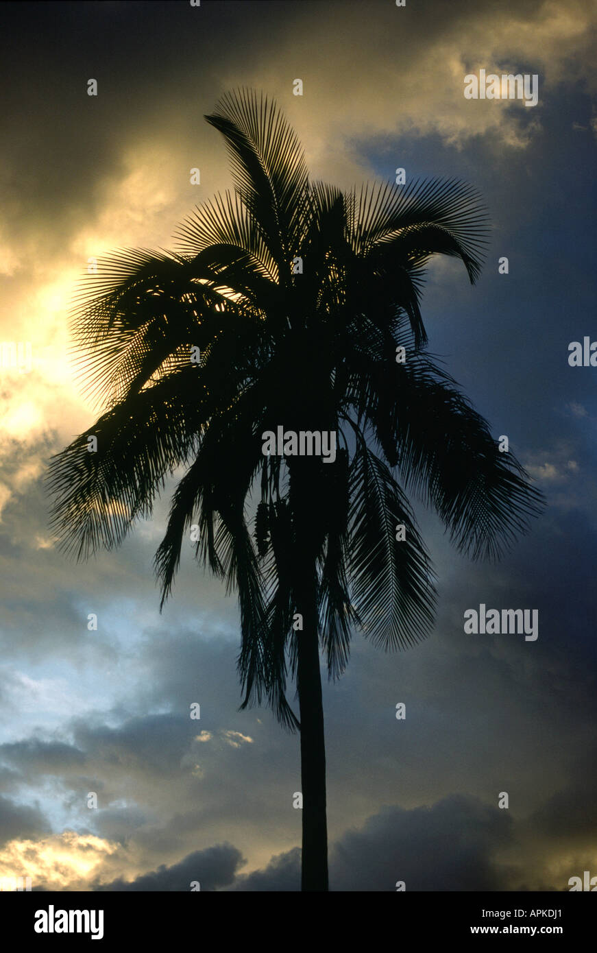 Palm tree in tropical sunset hi-res stock photography and images - Alamy
