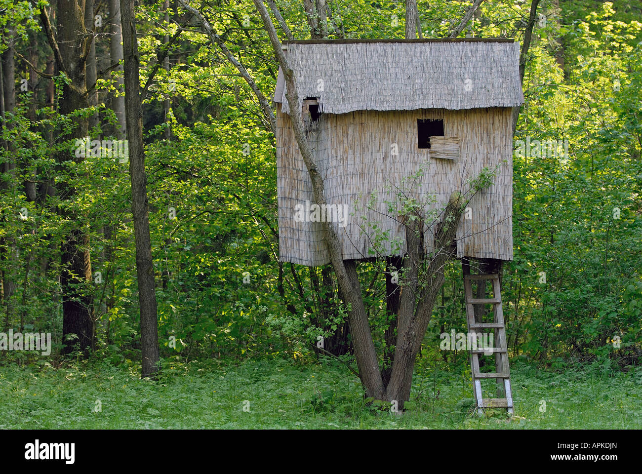 The tree house hi-res stock photography and images - Alamy