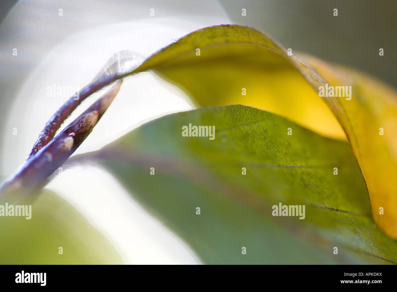 European beech fagus sylvatica buds hi-res stock photography and images ...