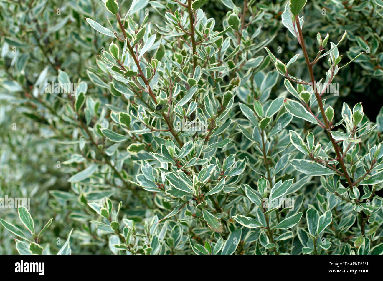 Evergreen foliage silver variegated hi-res stock photography and images ...