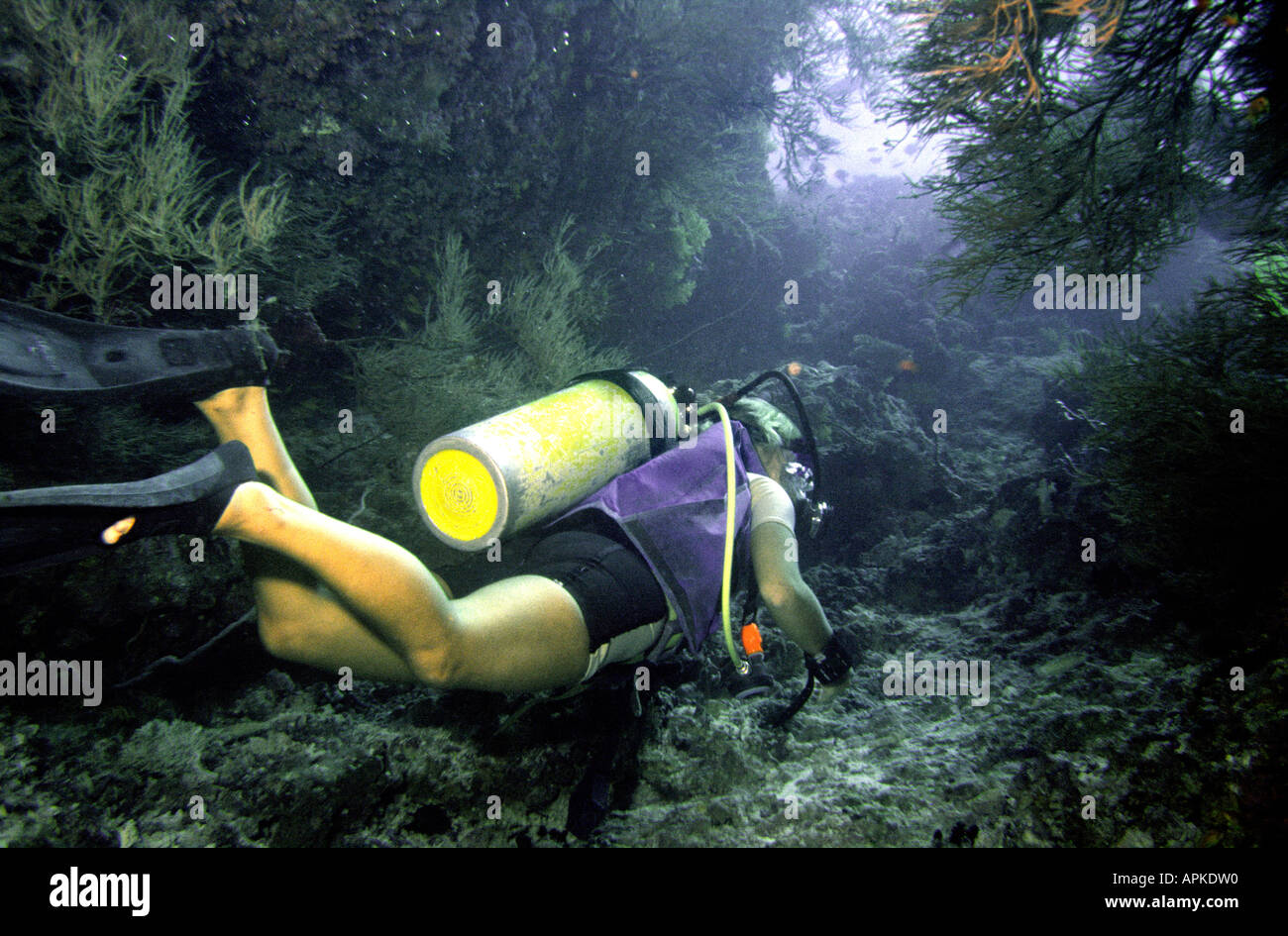 Maldives Underwater scuba diver near bottom Stock Photo - Alamy