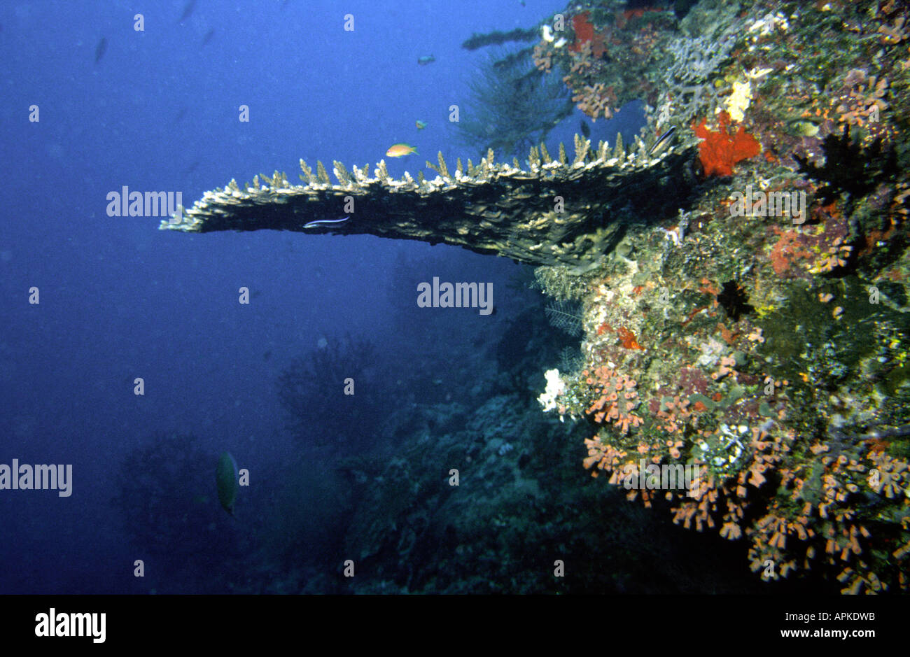 Maldives Underwater table coral on reef wall Stock Photo - Alamy