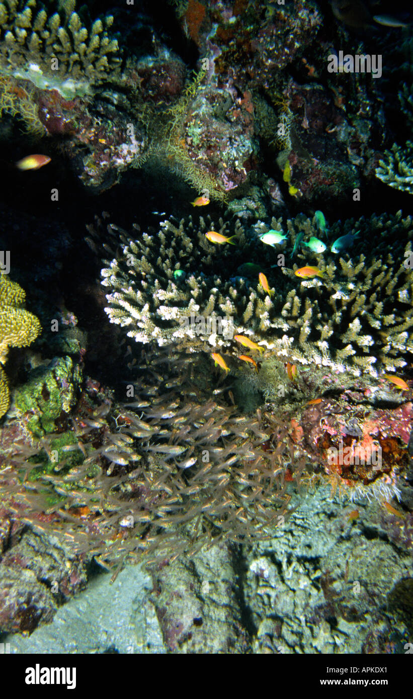 Indian glassfish hi-res stock photography and images - Alamy