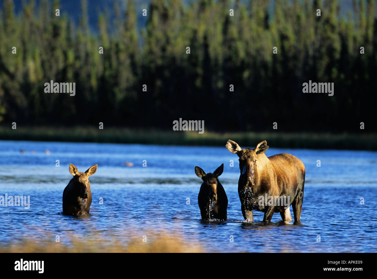 Mom moose hi-res stock photography and images - Alamy