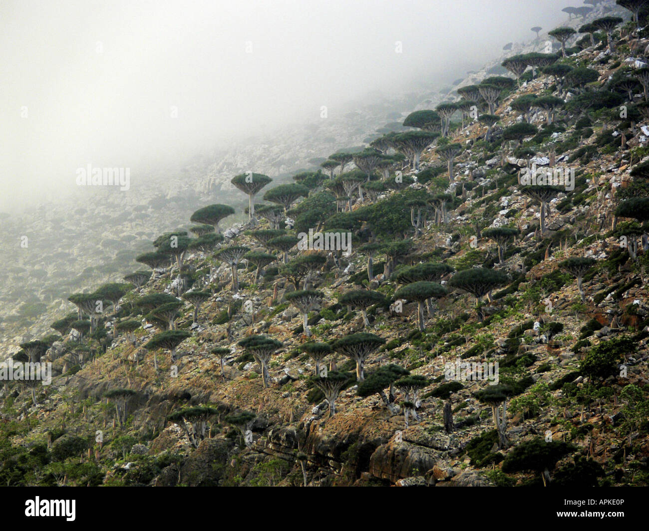 dragon tree (Dracaena cinnabari), dragon tree forest on a mountain ...