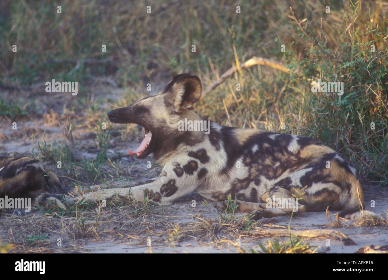 Cape hunting dog Lycaon pictus Stock Photo - Alamy