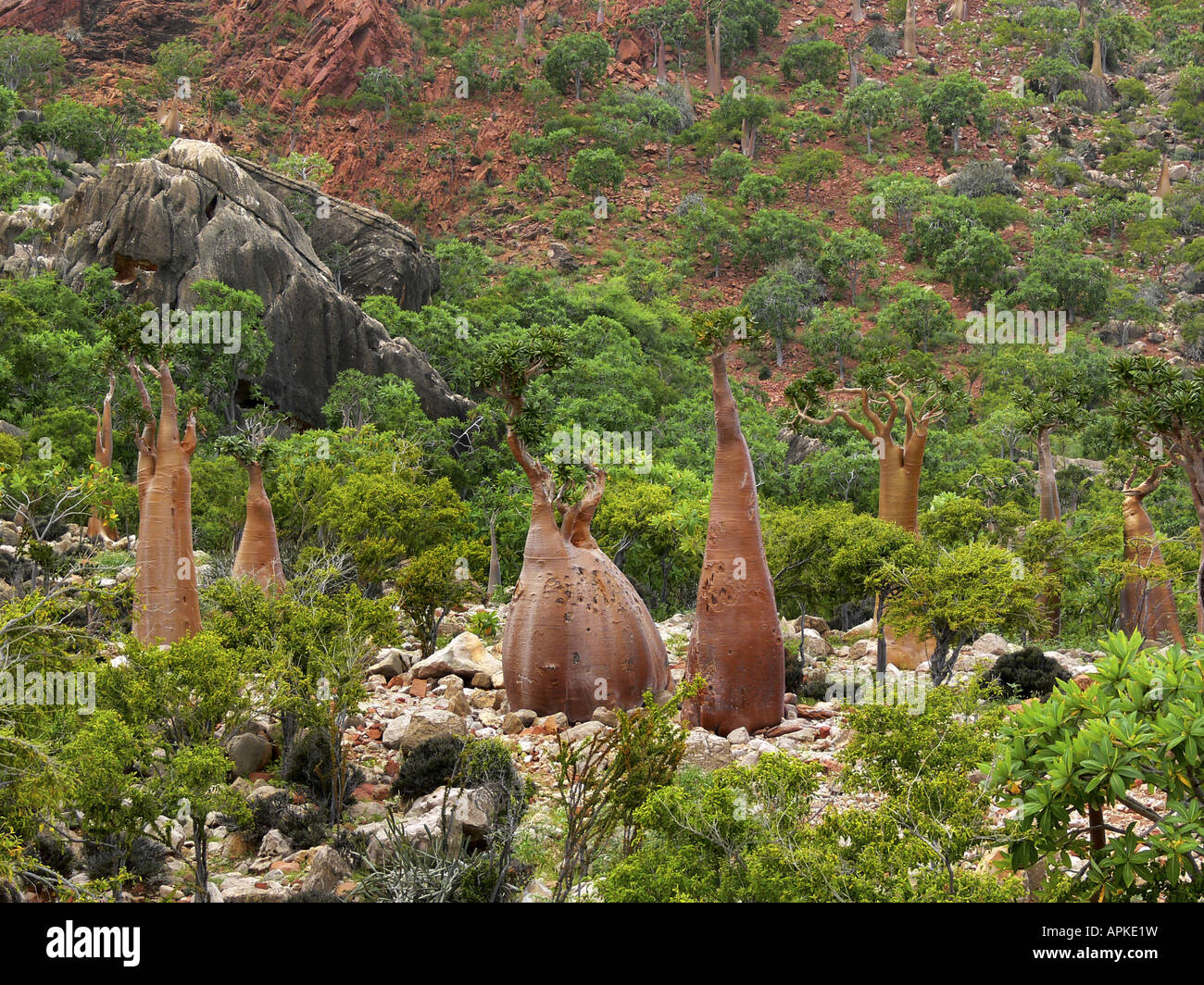 desert rose (Adenium obesum ssp. socotranum), numerous plants in their ...