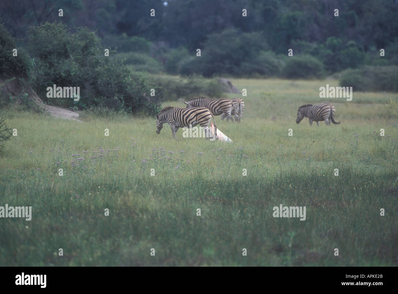 Zebras Giving Birth