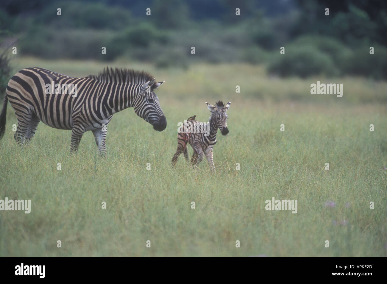 Newborn zebra foal Stock Photo - Alamy
