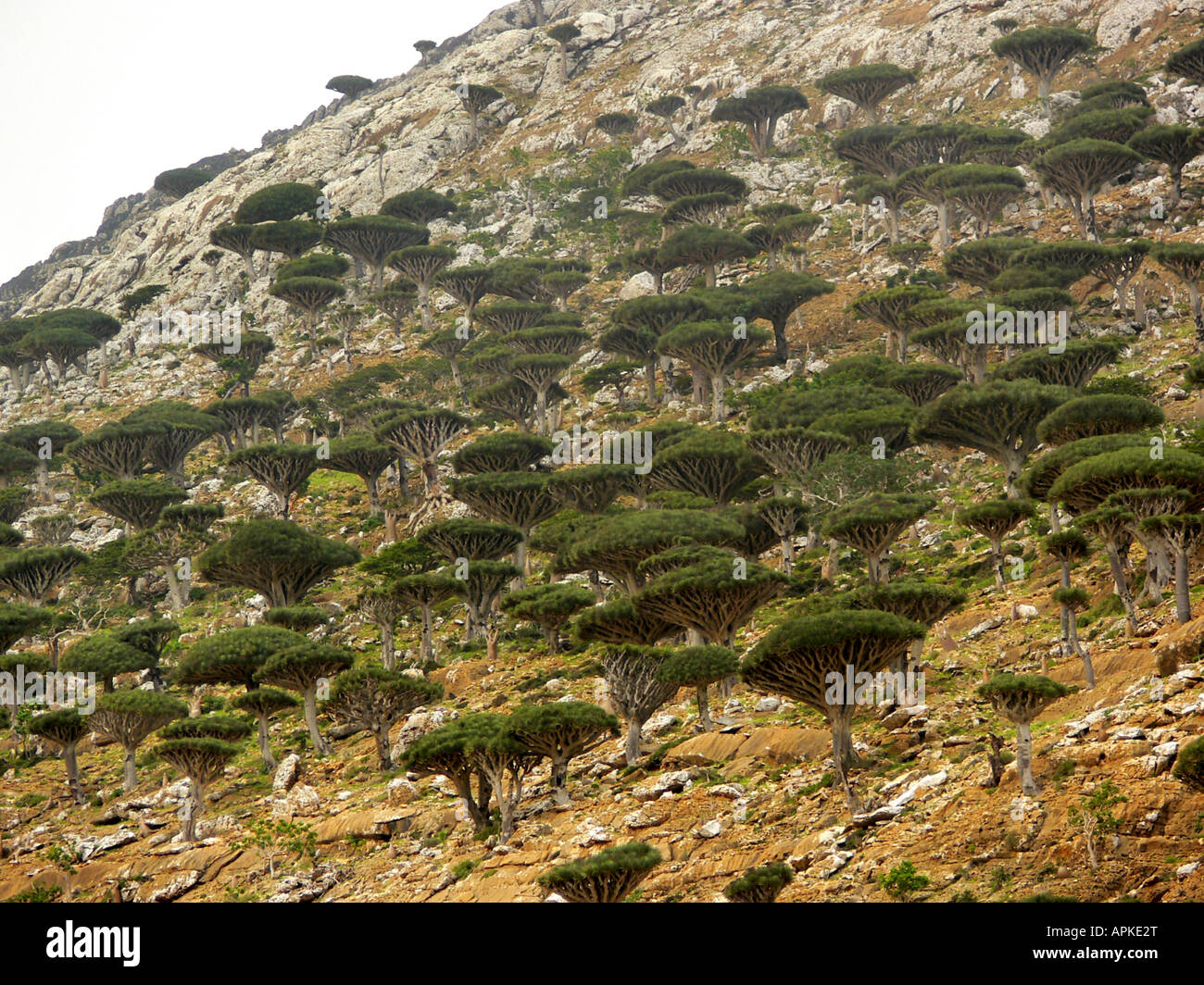 dragon tree (Dracaena cinnabari), dragon tree forest on a mountain ...