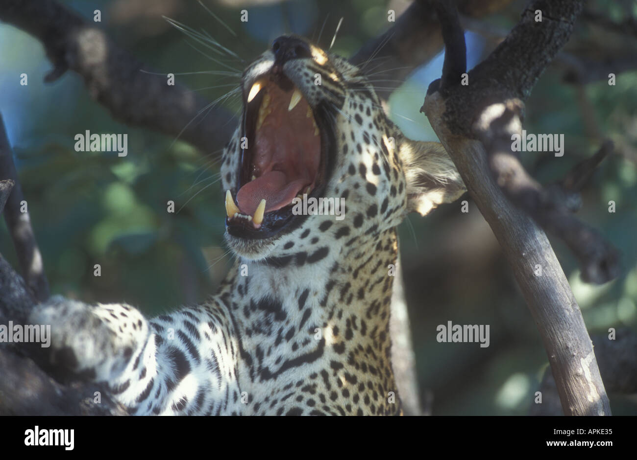Leopard Panthera Pardus in tree Stock Photo - Alamy