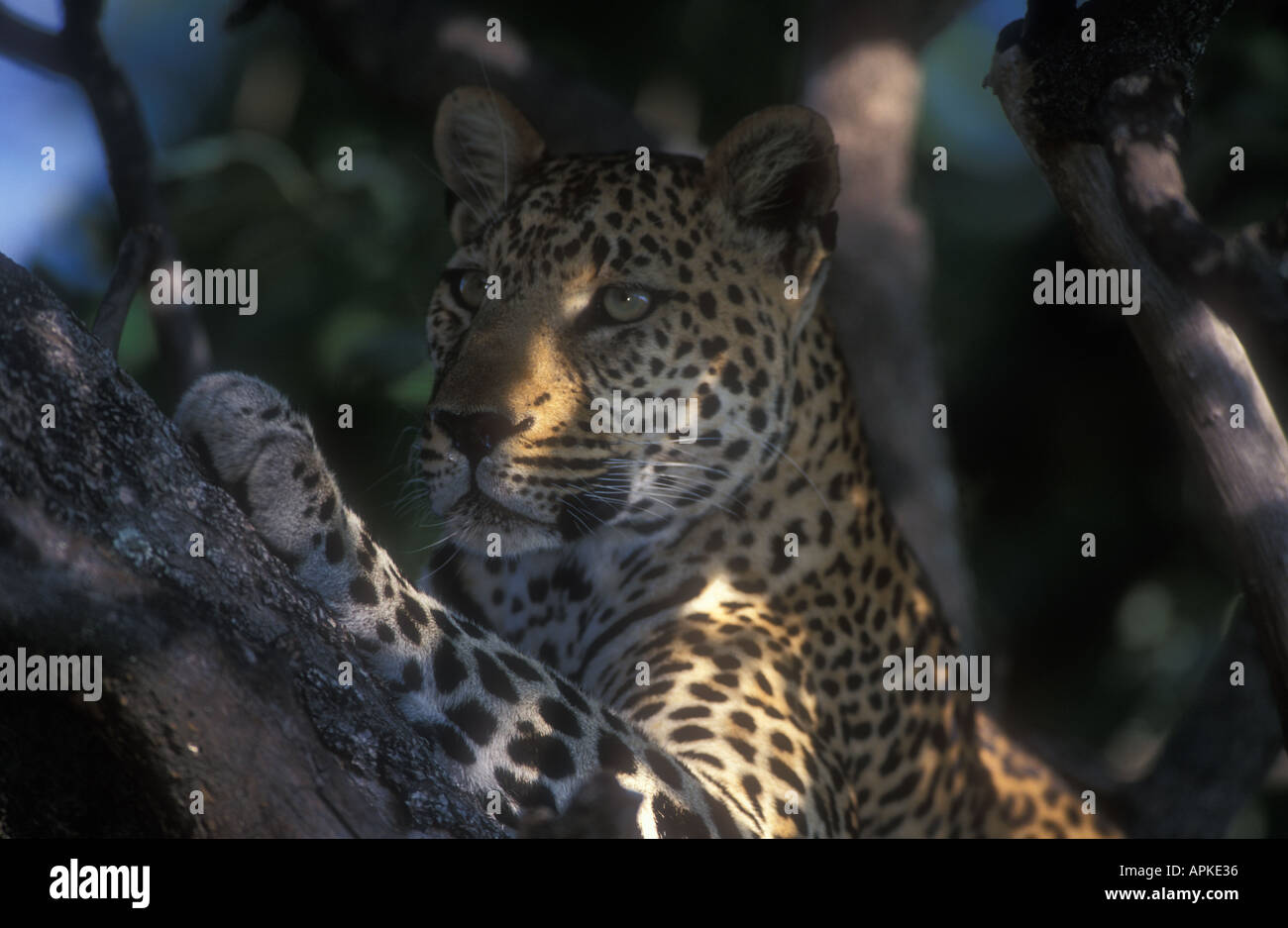 Leopard Panthera pardus in tree Stock Photo - Alamy