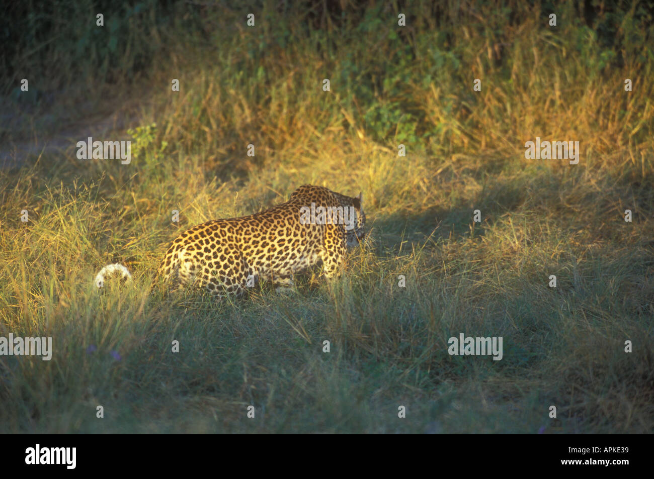 Leopard Panthera pardus Stock Photo - Alamy