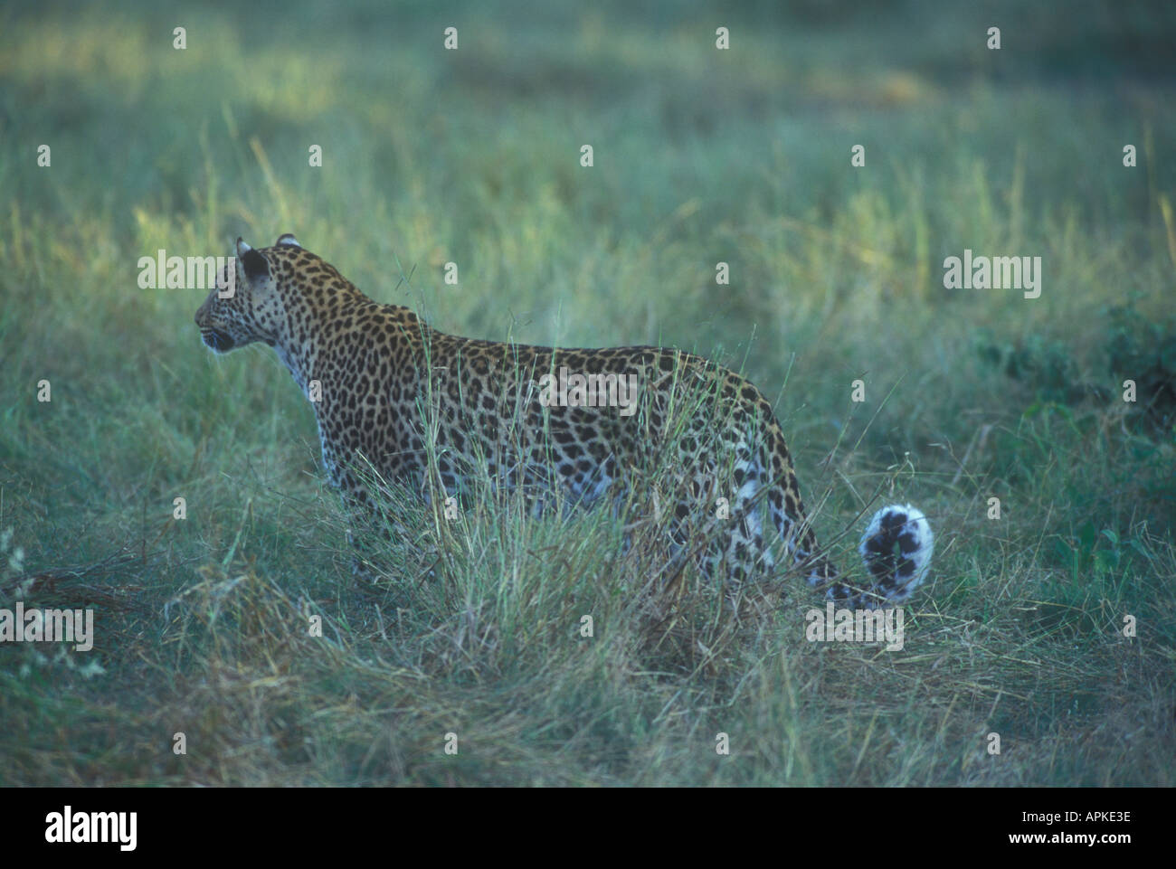 Leopard Panthera pardus Stock Photo - Alamy