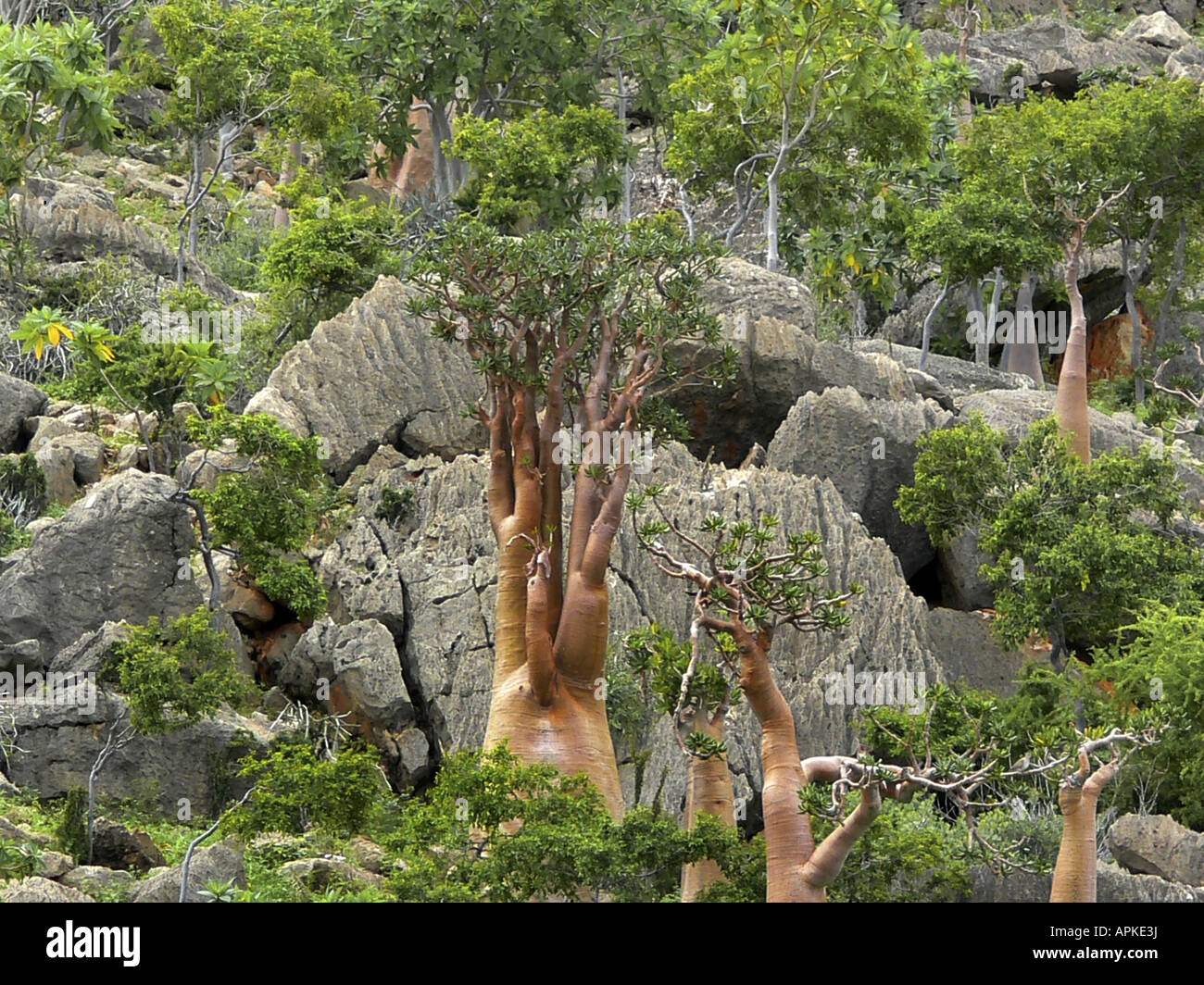 desert rose (Adenium obesum ssp. socotranum), numerous plants in their ...