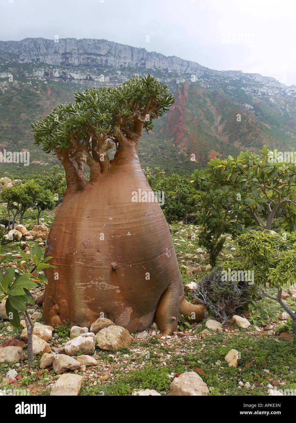 desert rose (Adenium obesum ssp. socotranum), singel tree in his ...